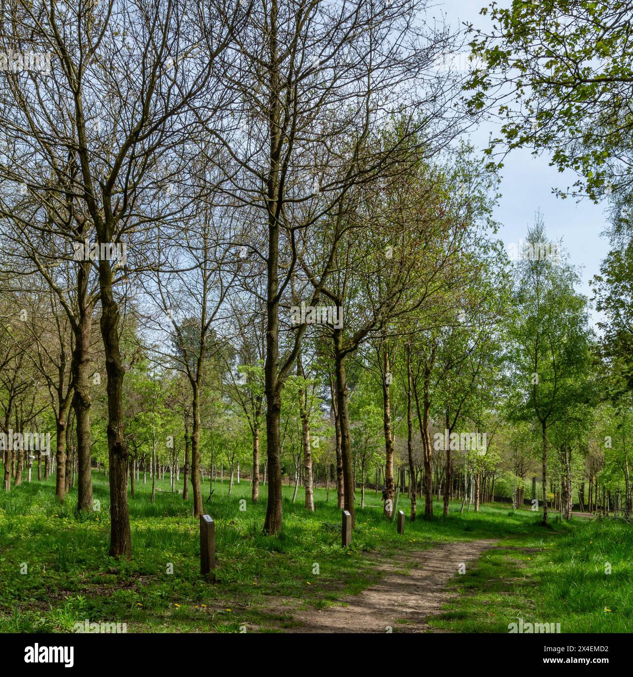 A Memorial Wood (oak, birch and rowan trees) at Bradford Council owned ...
