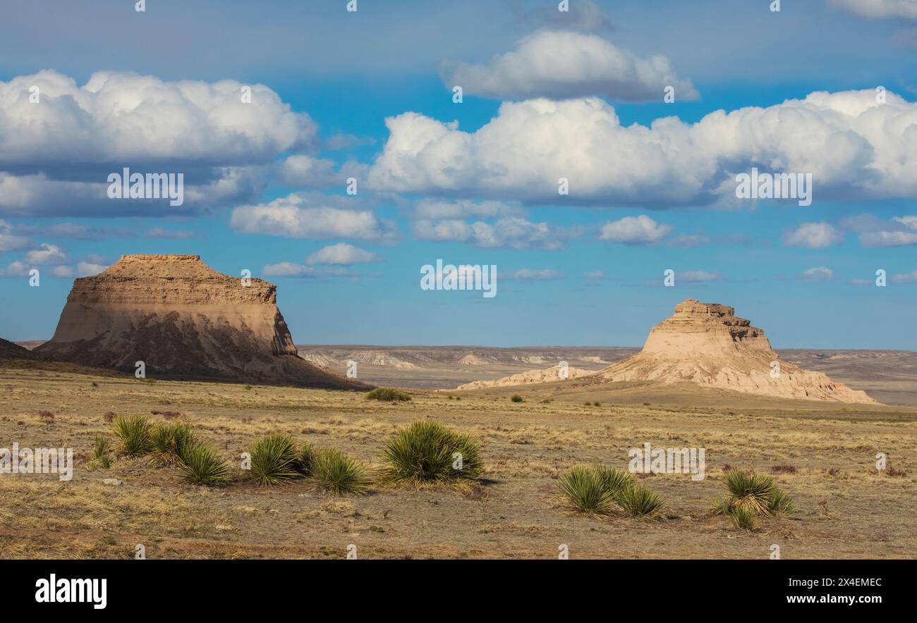 Yucca colorado hi-res stock photography and images - Alamy