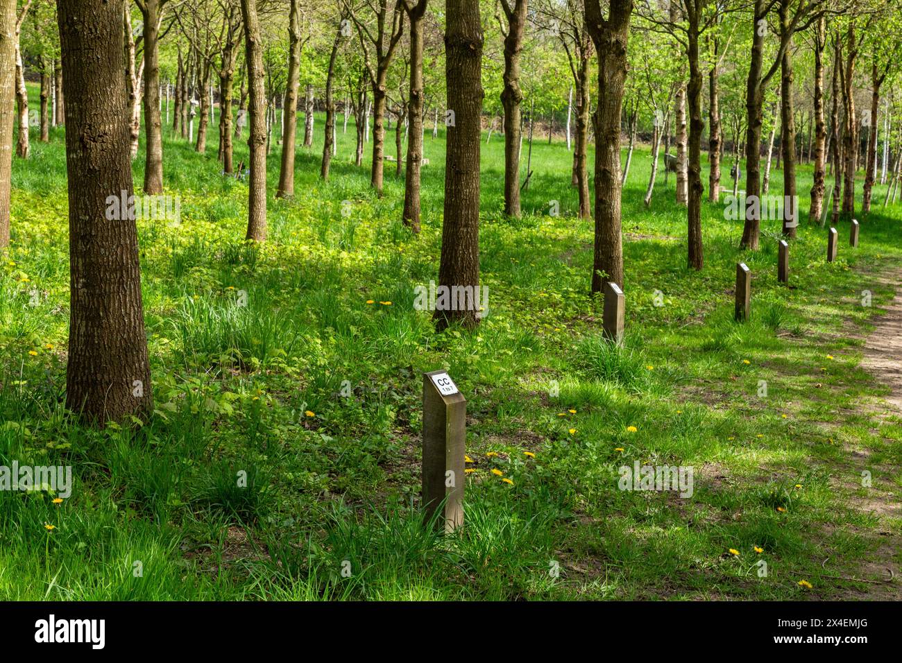 A Memorial Wood (oak, birch and rowan trees) at Bradford Council owned ...
