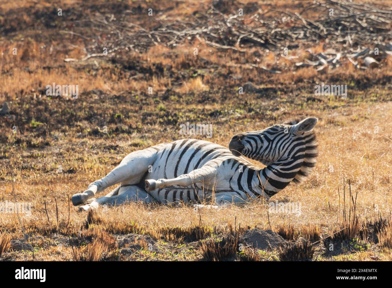 A cute Burchell's zebra (Equus quagga burchellii) relaxing during the ...