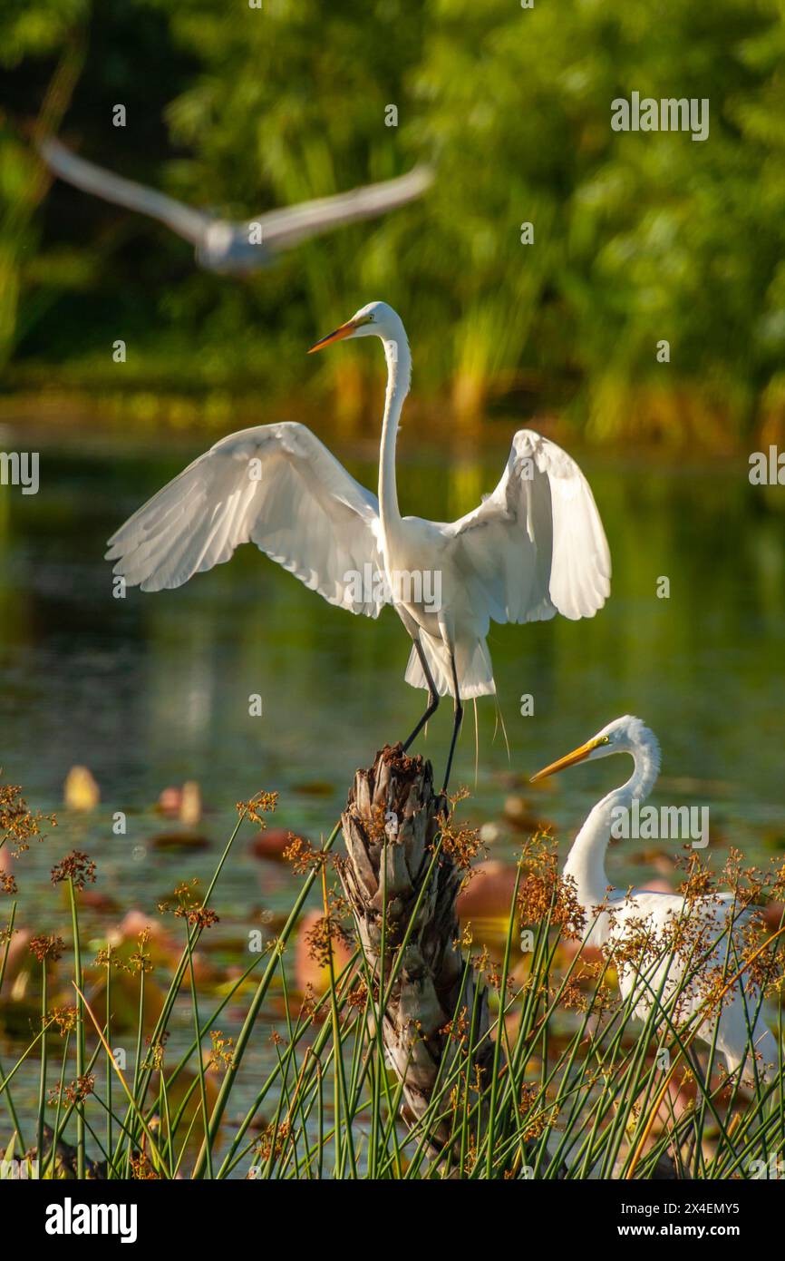 USA, Florida, Anastasia Island. Great egrets at lake Stock Photo - Alamy