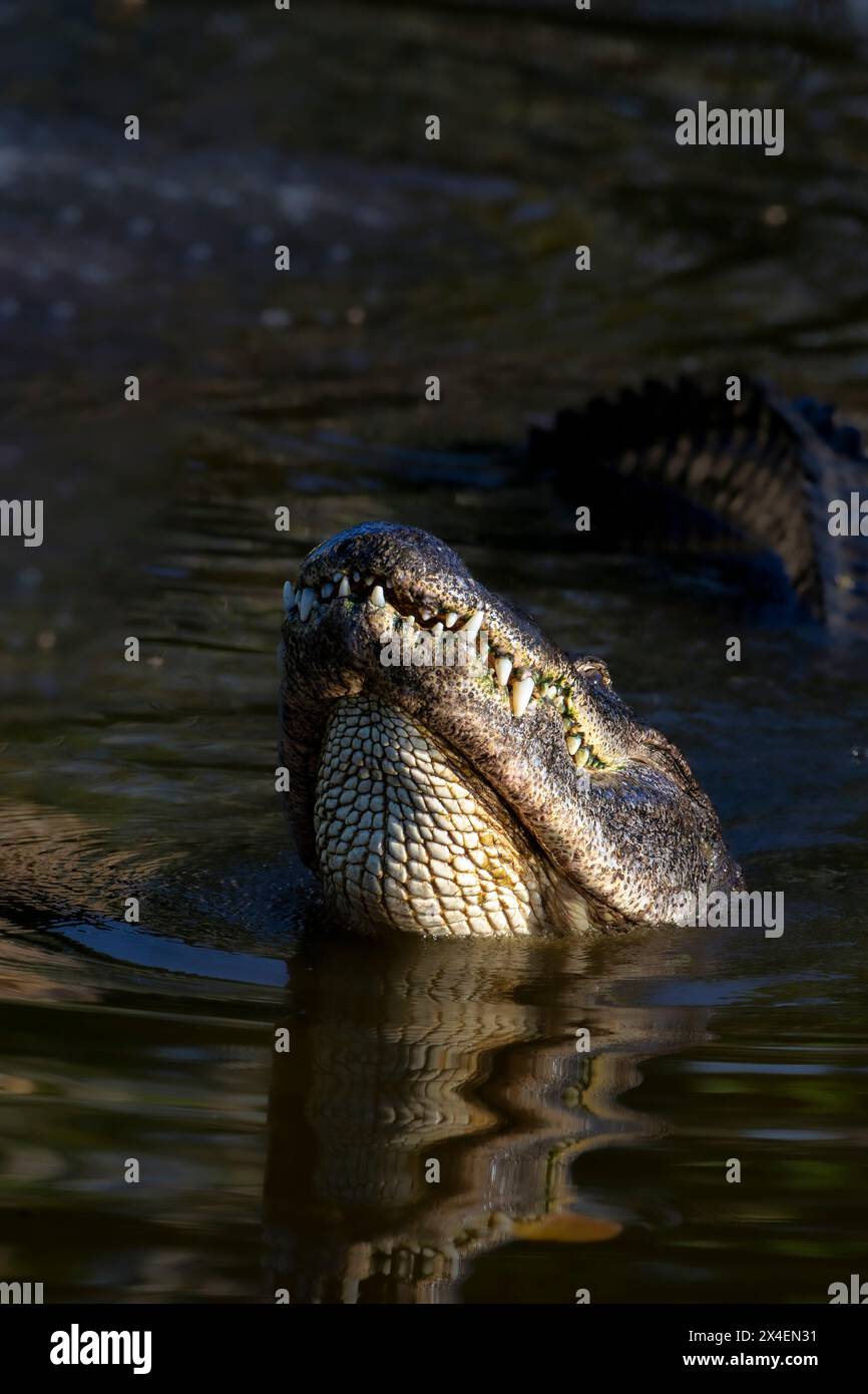 American alligators rise out of the water as a breeding display Stock ...