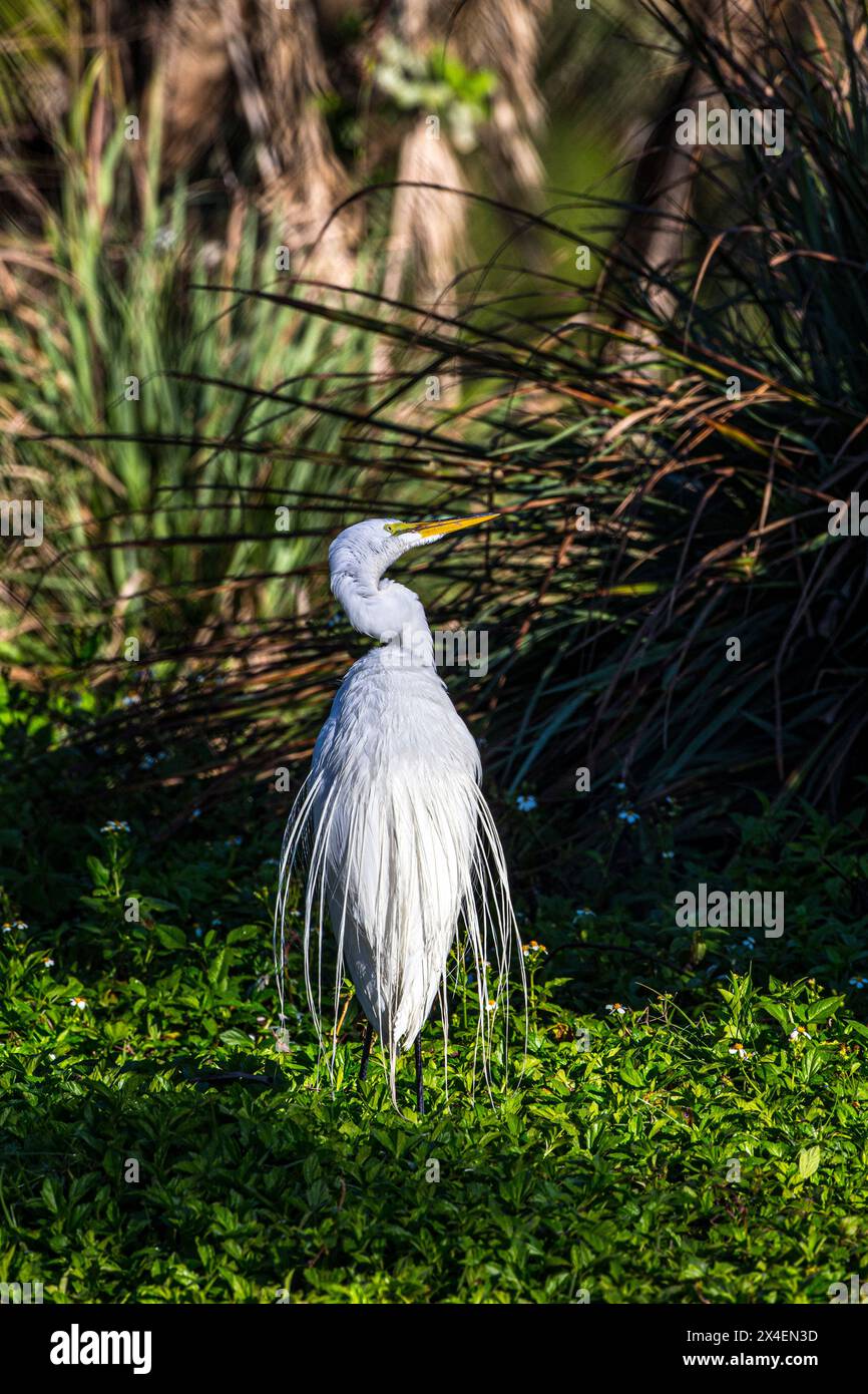 Great egret breeding plumage hi-res stock photography and images - Alamy