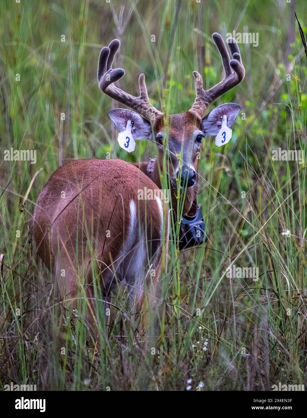 A male white-tailed deer wears various marking to aid identification ...
