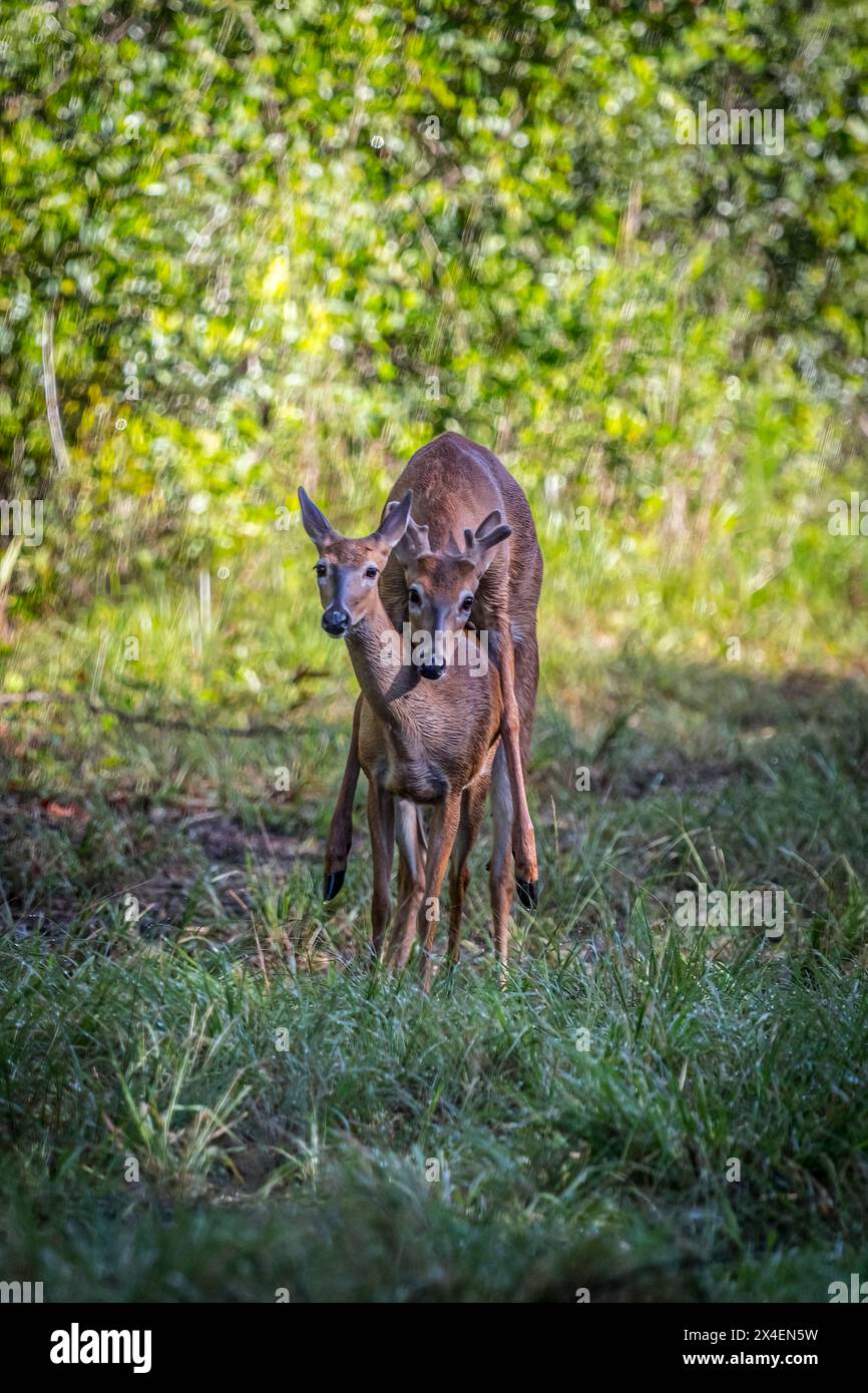 Florida. A white-tailed buck mates with a doe Stock Photo - Alamy