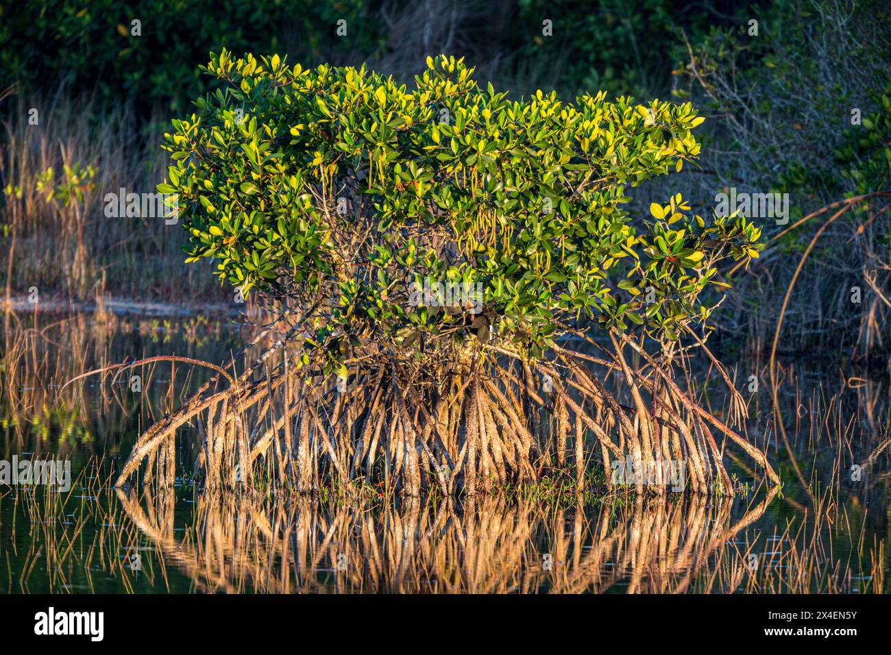 A red mangrove trees stands out withing a flooded marsh Stock Photo - Alamy