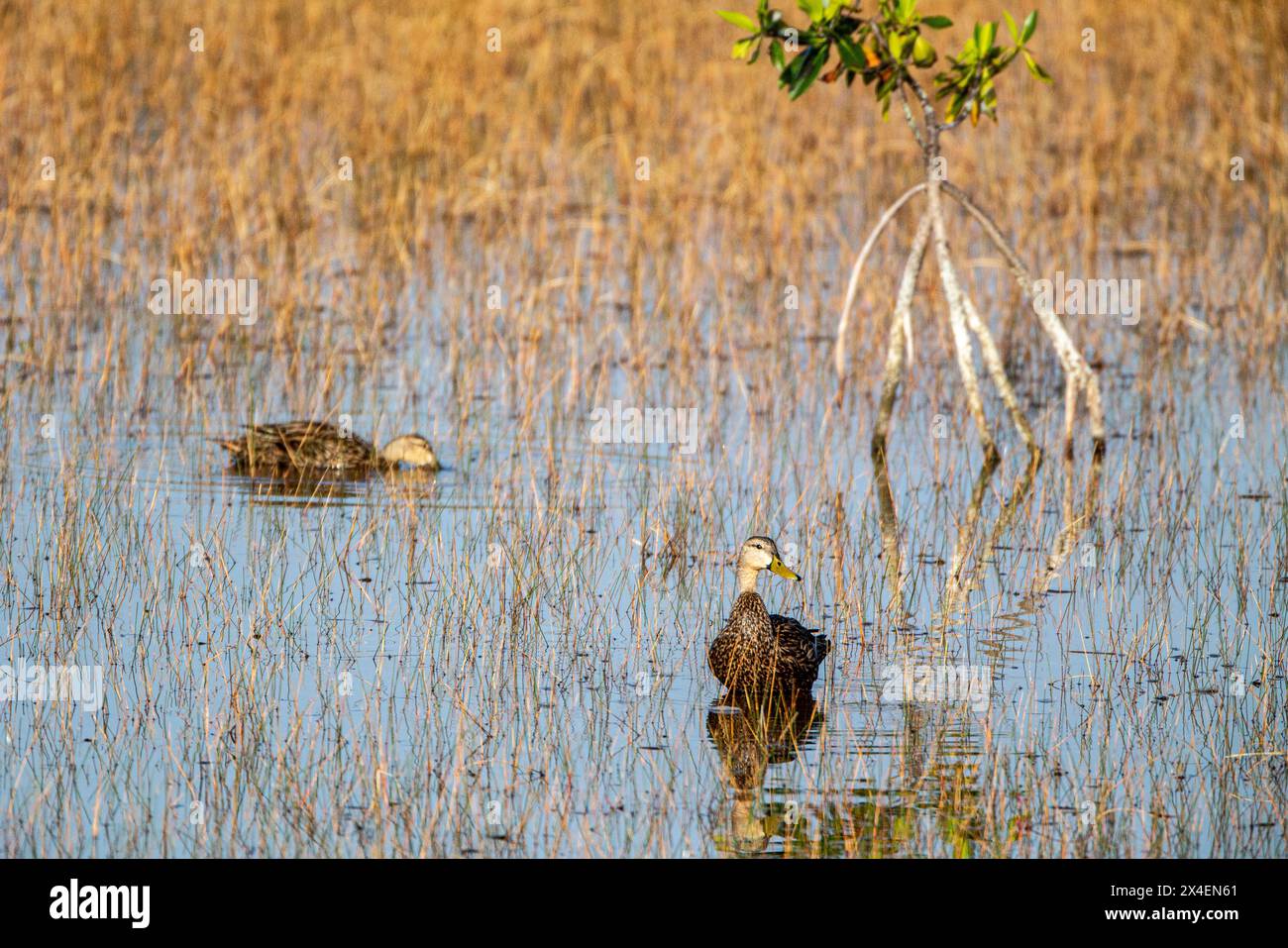 Marsh ducks hi-res stock photography and images - Alamy