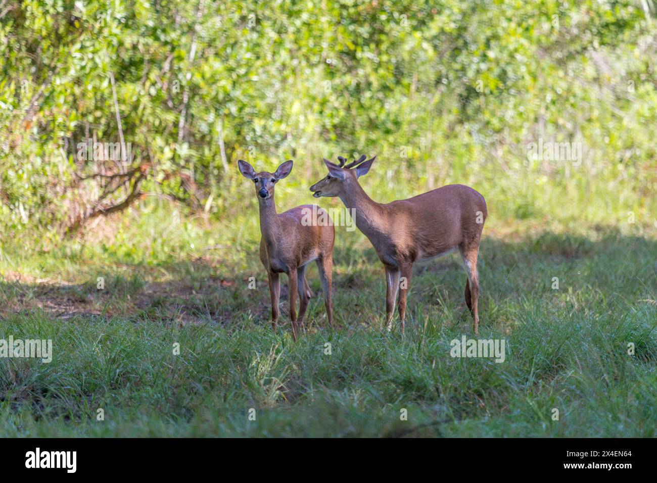 Florida. A white-tailed buck and doe look on just after mating Stock ...
