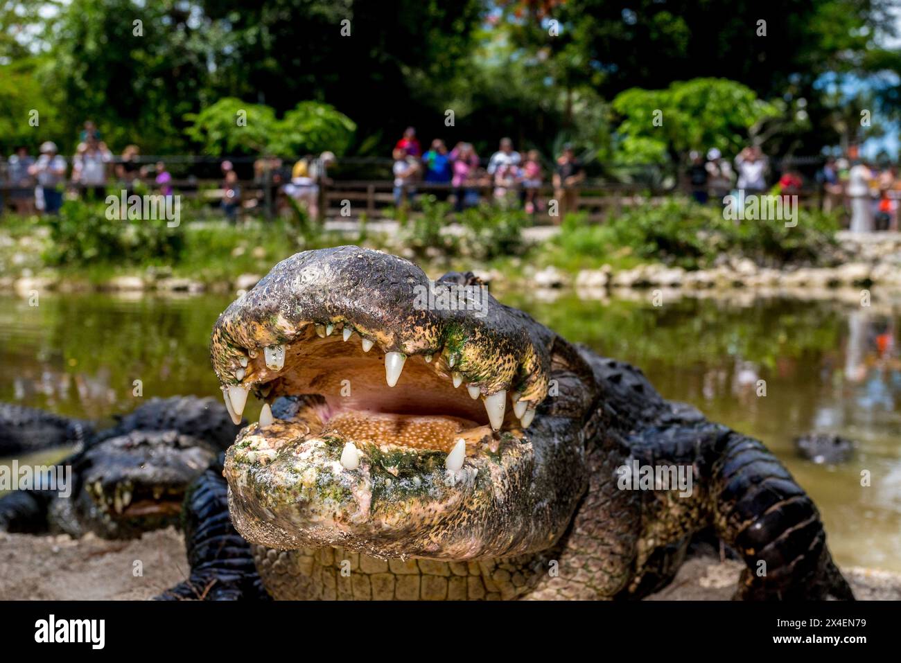 American alligator teeth hi-res stock photography and images - Alamy