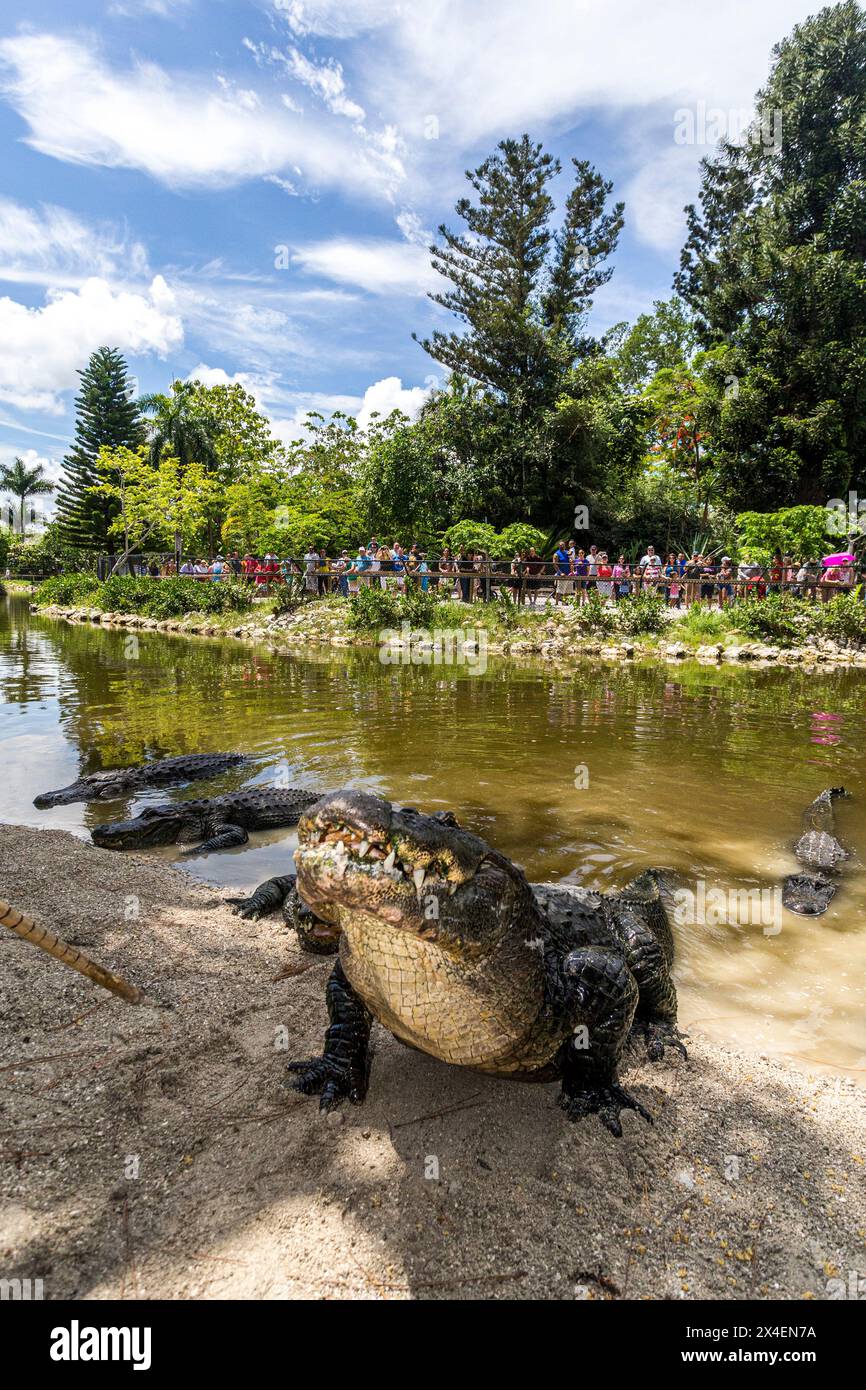 Mr alligator hi-res stock photography and images - Alamy