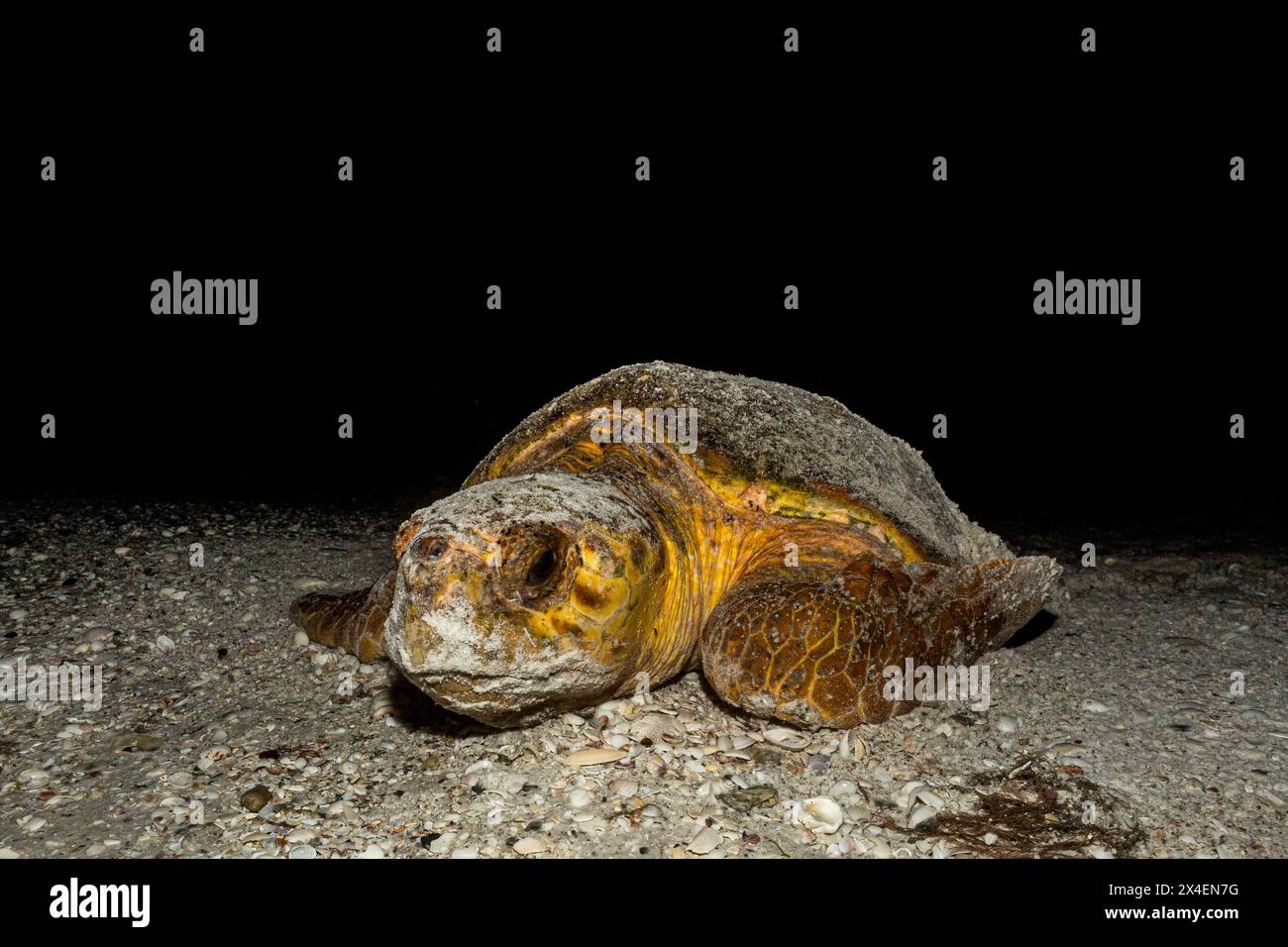 A loggerhead sea turtle makes its way back to the ocean after nesting ...