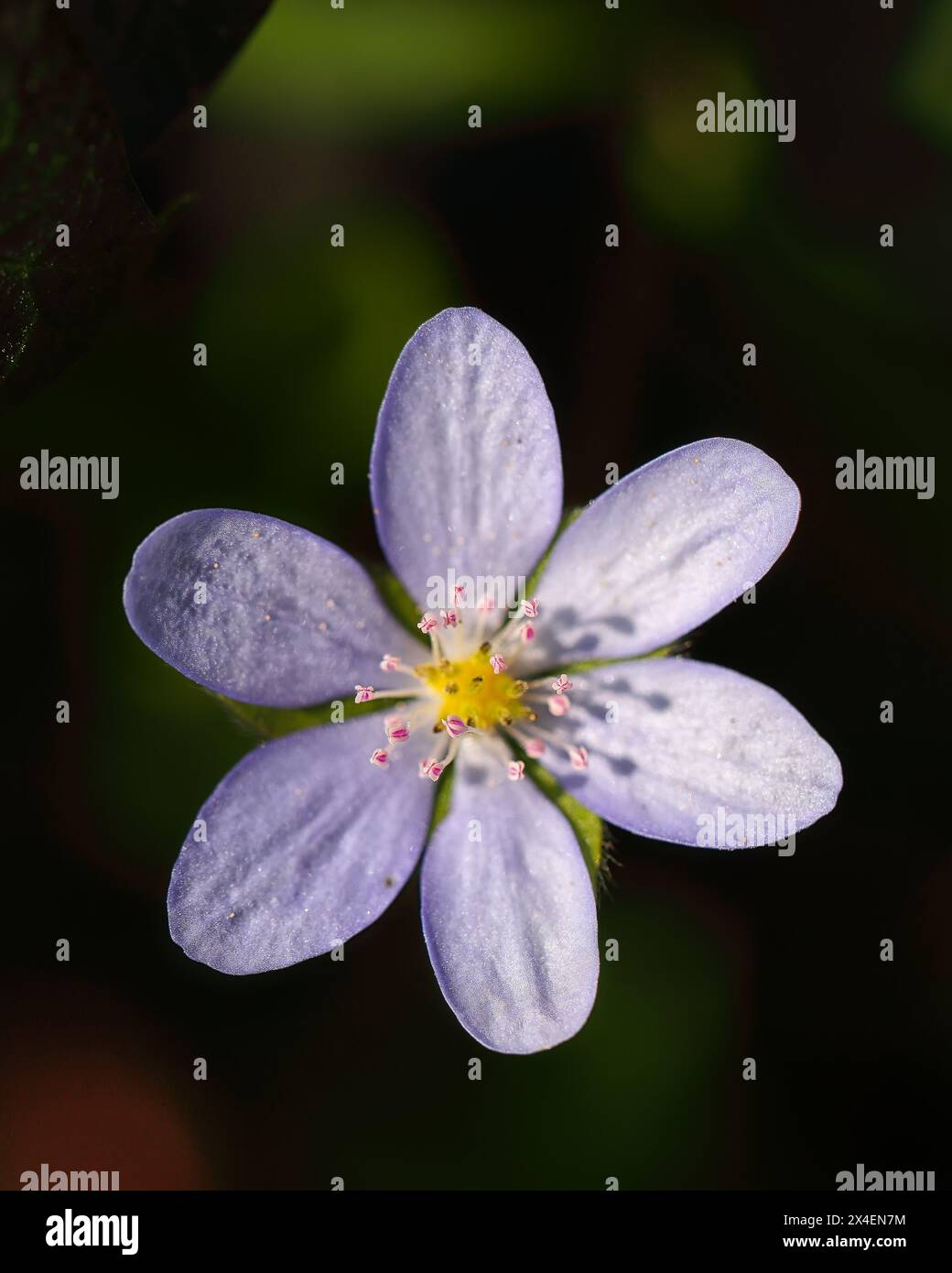 Amazing round-lobed hepatica flower macro shoot. Shallow depth of field ...