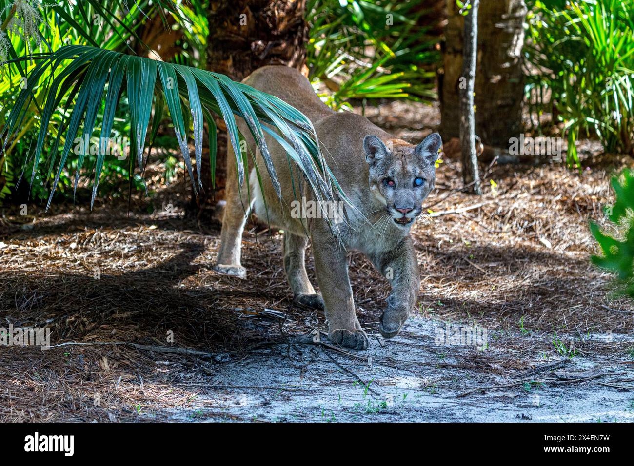 A captive Florida panther, injured by being shot. Naples Zoo. (PR Stock ...