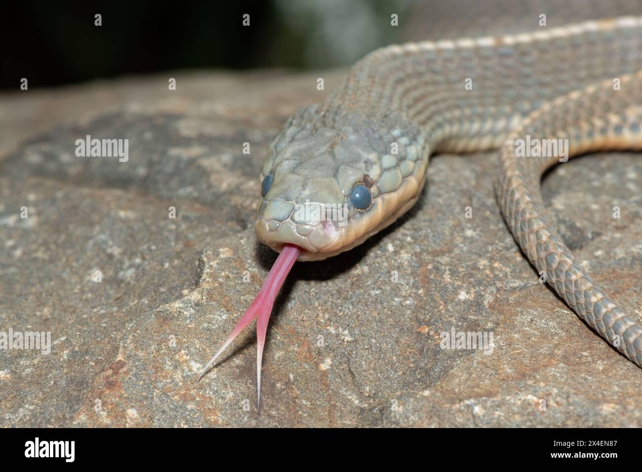 A wild Cape file snake (Limaformosa capensis), also known as the common ...