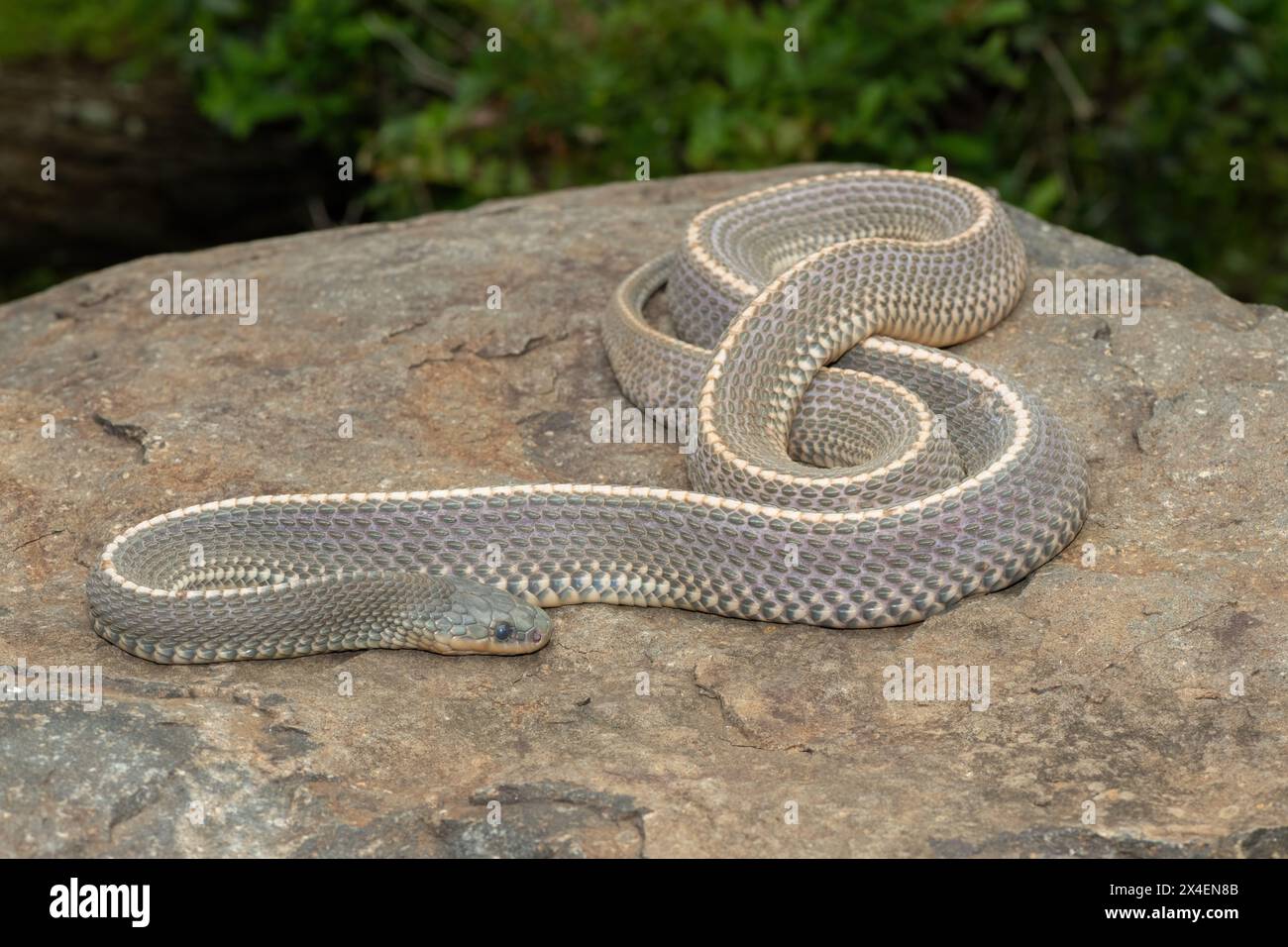 A wild Cape file snake (Limaformosa capensis), also known as the common ...