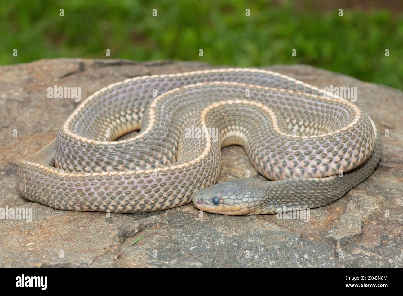 A wild Cape file snake (Limaformosa capensis), also known as the common ...