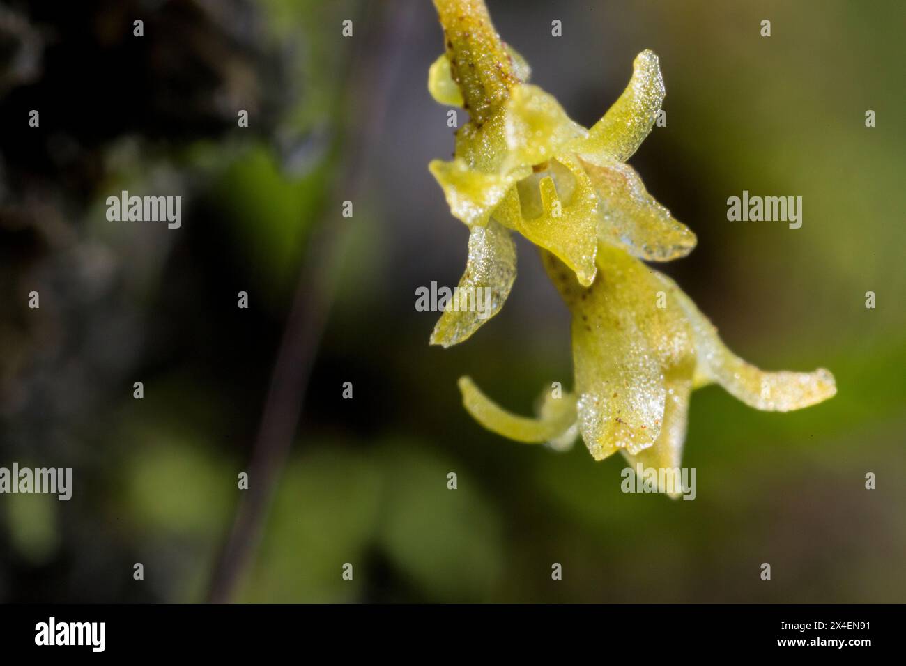 A very tiny leafless harrisella orchid flower measures only a few ...
