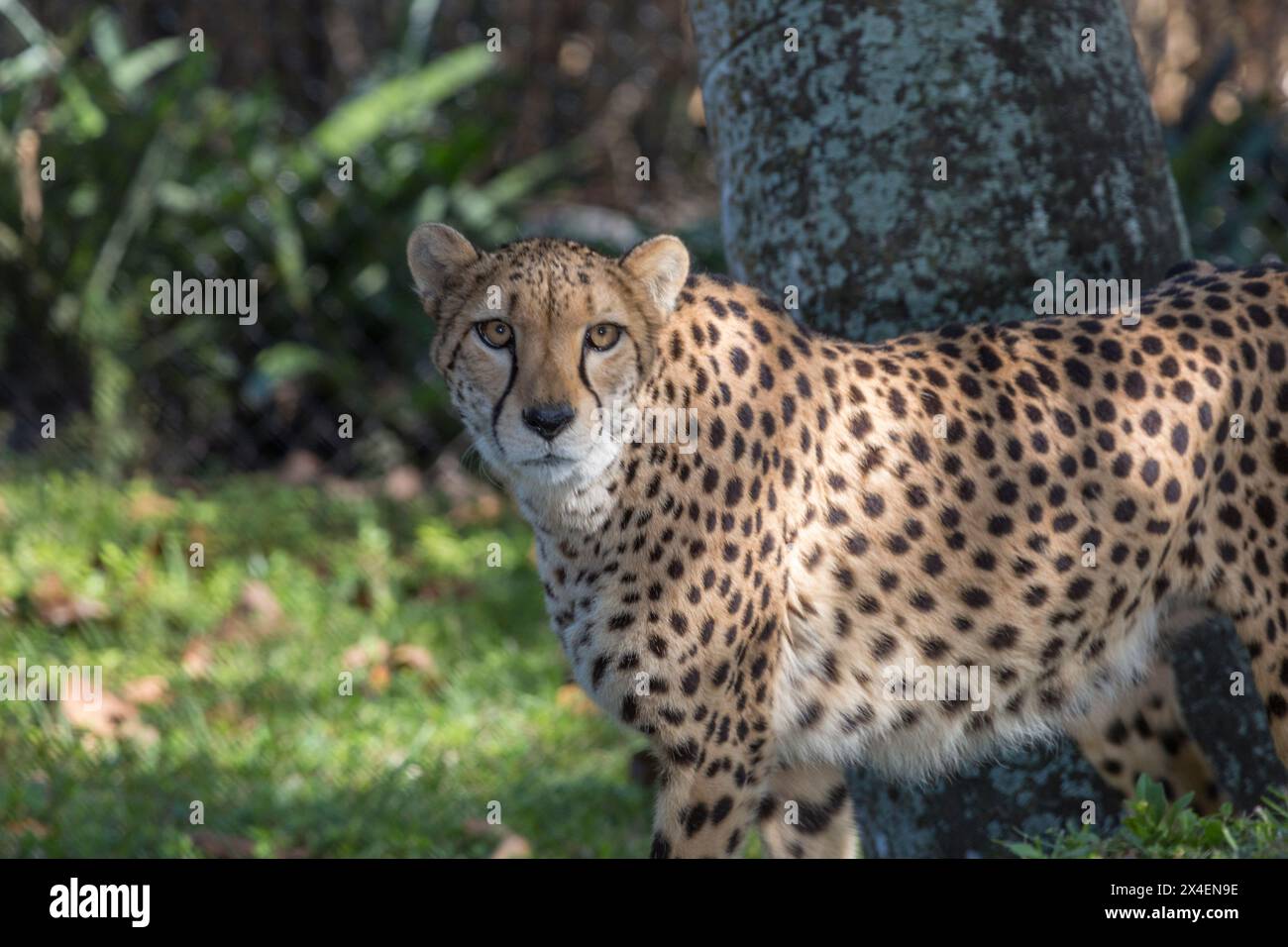An African cheetah Stock Photo - Alamy