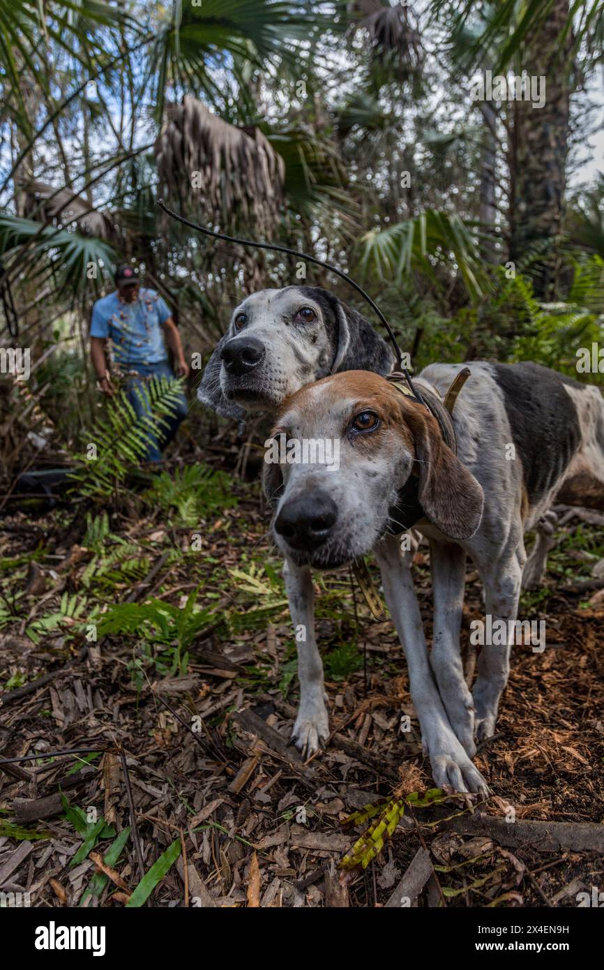 Specially trained dogs are used to track endangered Florida panthers ...