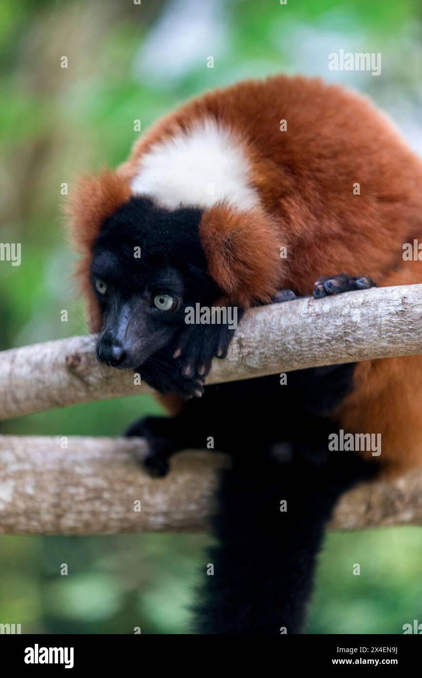 An endangered red ruffed lemur from Madagascar Stock Photo - Alamy