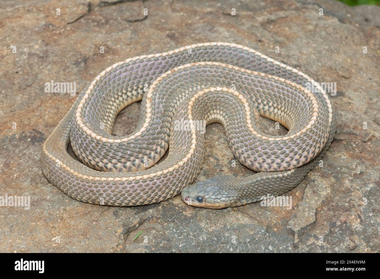 A wild Cape file snake (Limaformosa capensis), also known as the common ...