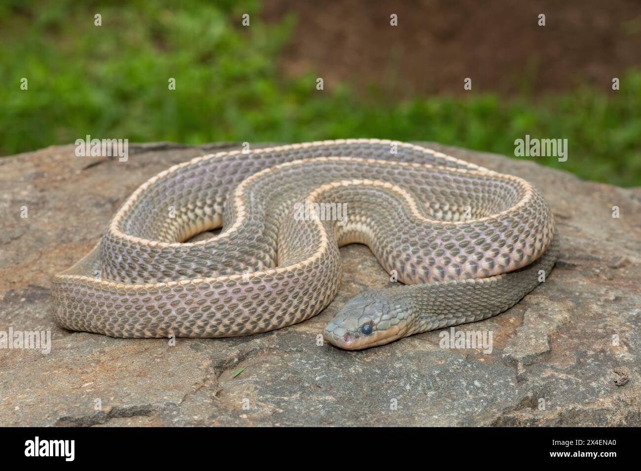 A wild Cape file snake (Limaformosa capensis), also known as the common ...