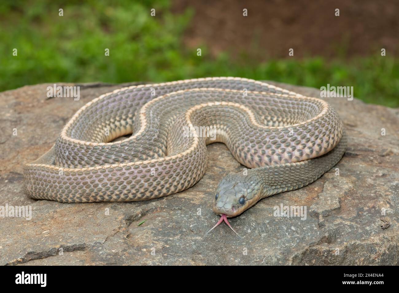 A wild Cape file snake (Limaformosa capensis), also known as the common ...
