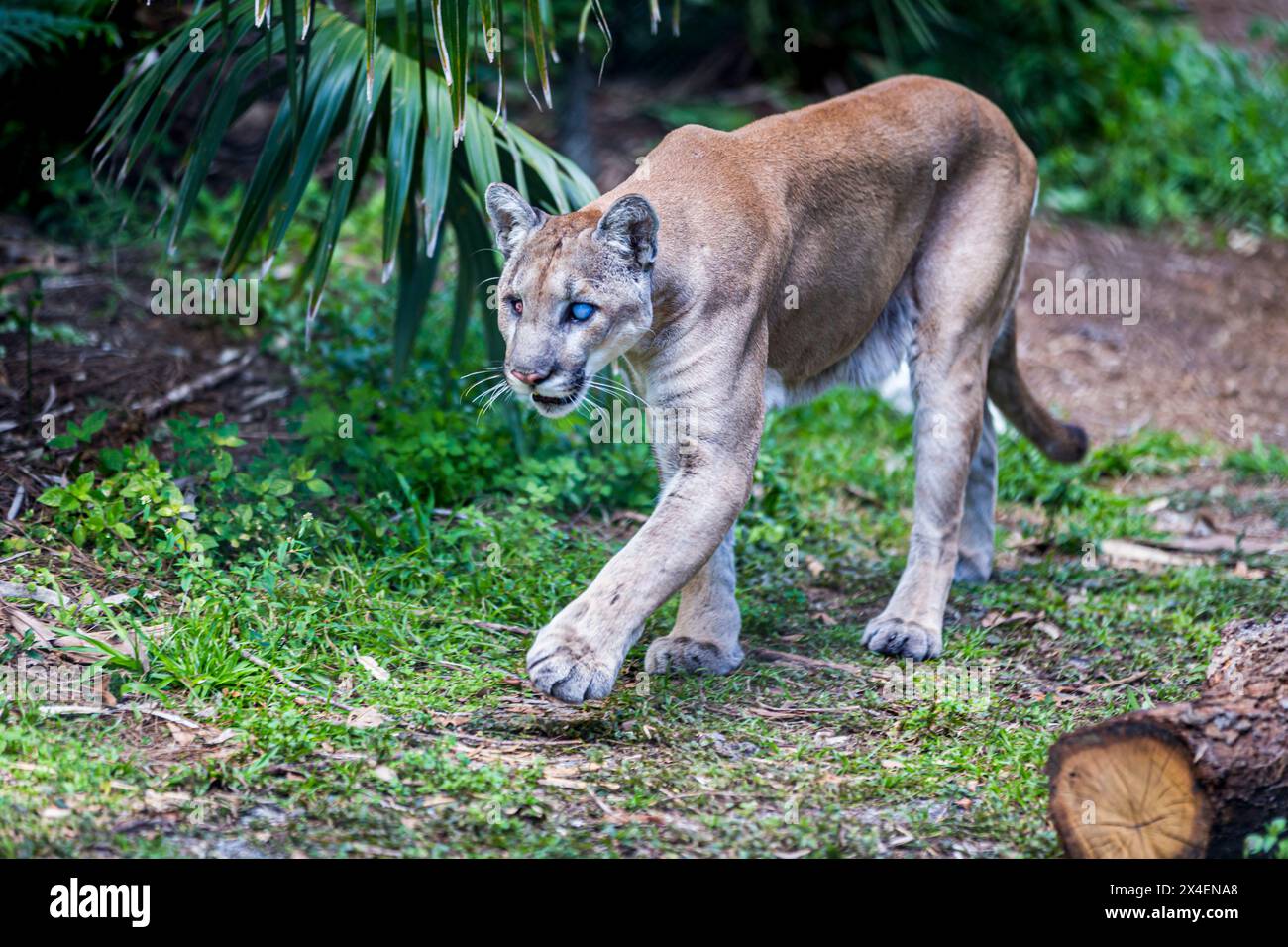 A captive Florida panther, injured by being shot. Naples Zoo. (PR Stock ...