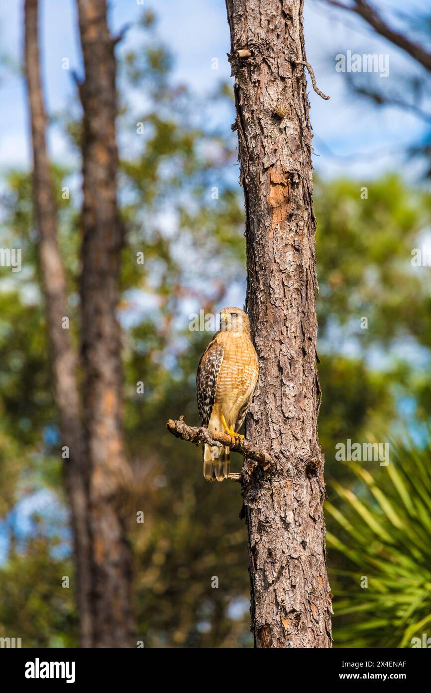 A perched red-shouldered hawk in south Florida Stock Photo - Alamy