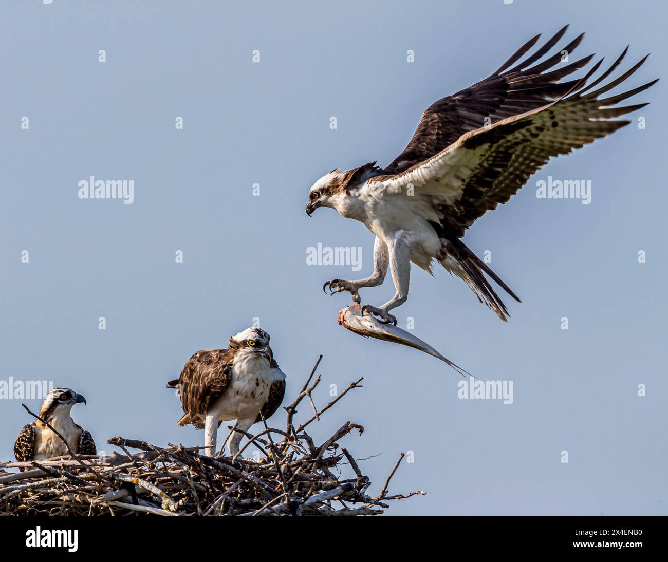An adult osprey returns to the nest with fish for young to eat Stock ...