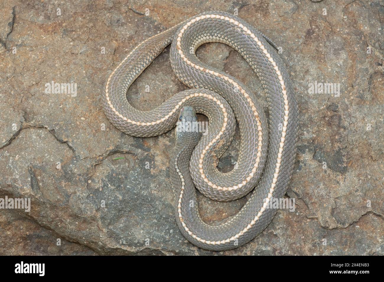 File snake hi-res stock photography and images - Alamy