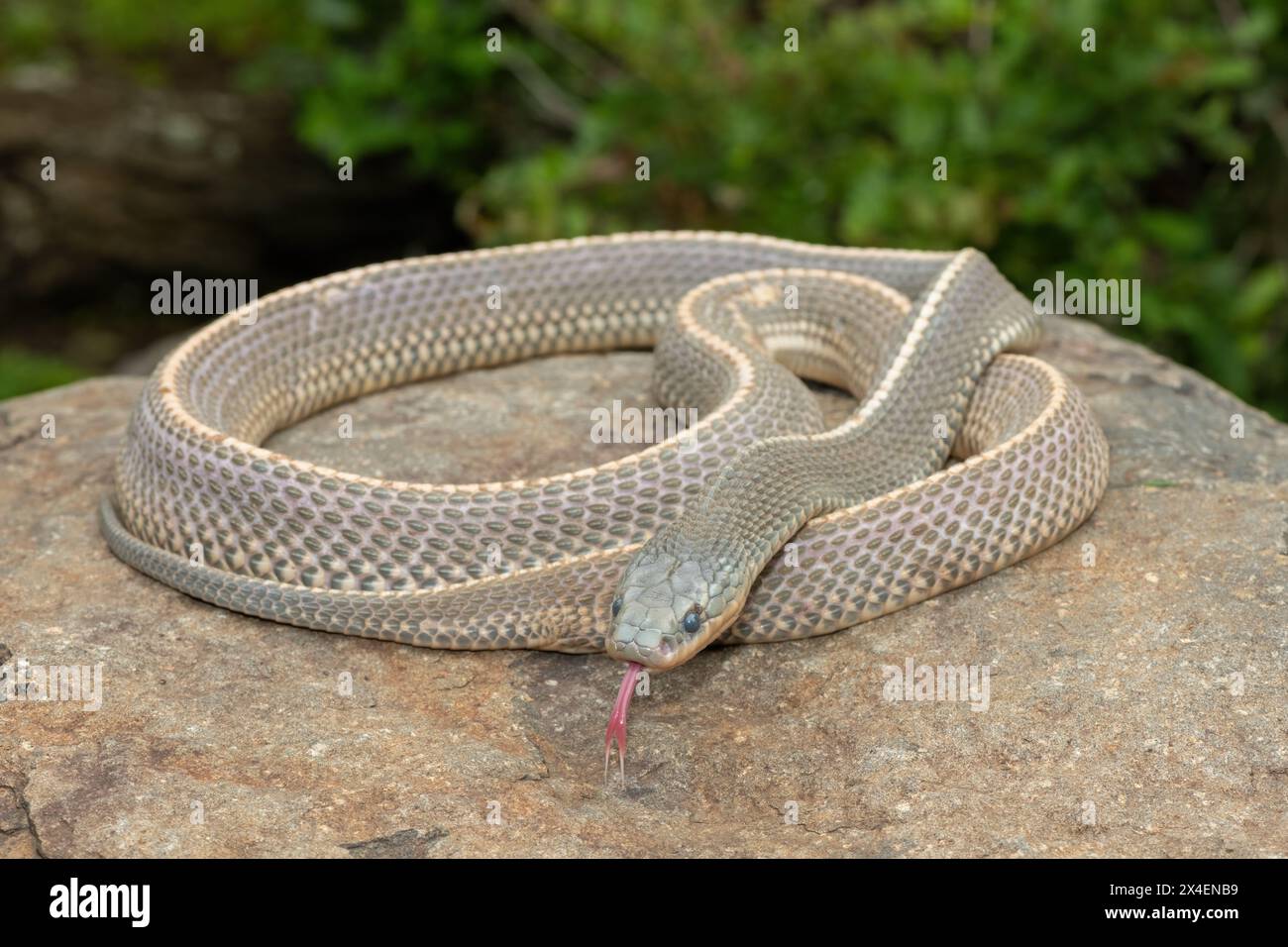 A wild Cape file snake (Limaformosa capensis), also known as the common ...
