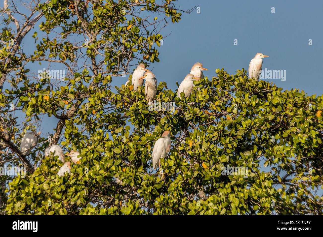 A group of cattle egrets perch in a mangrove tree in coastal south ...