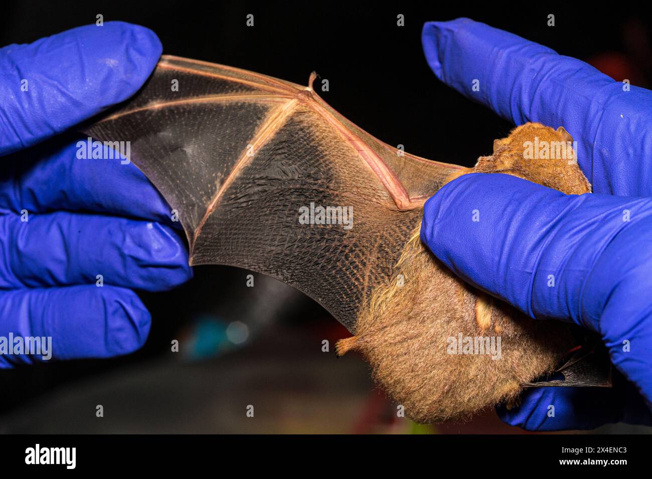 A Seminole bat is examined measured and marked, then released Stock ...