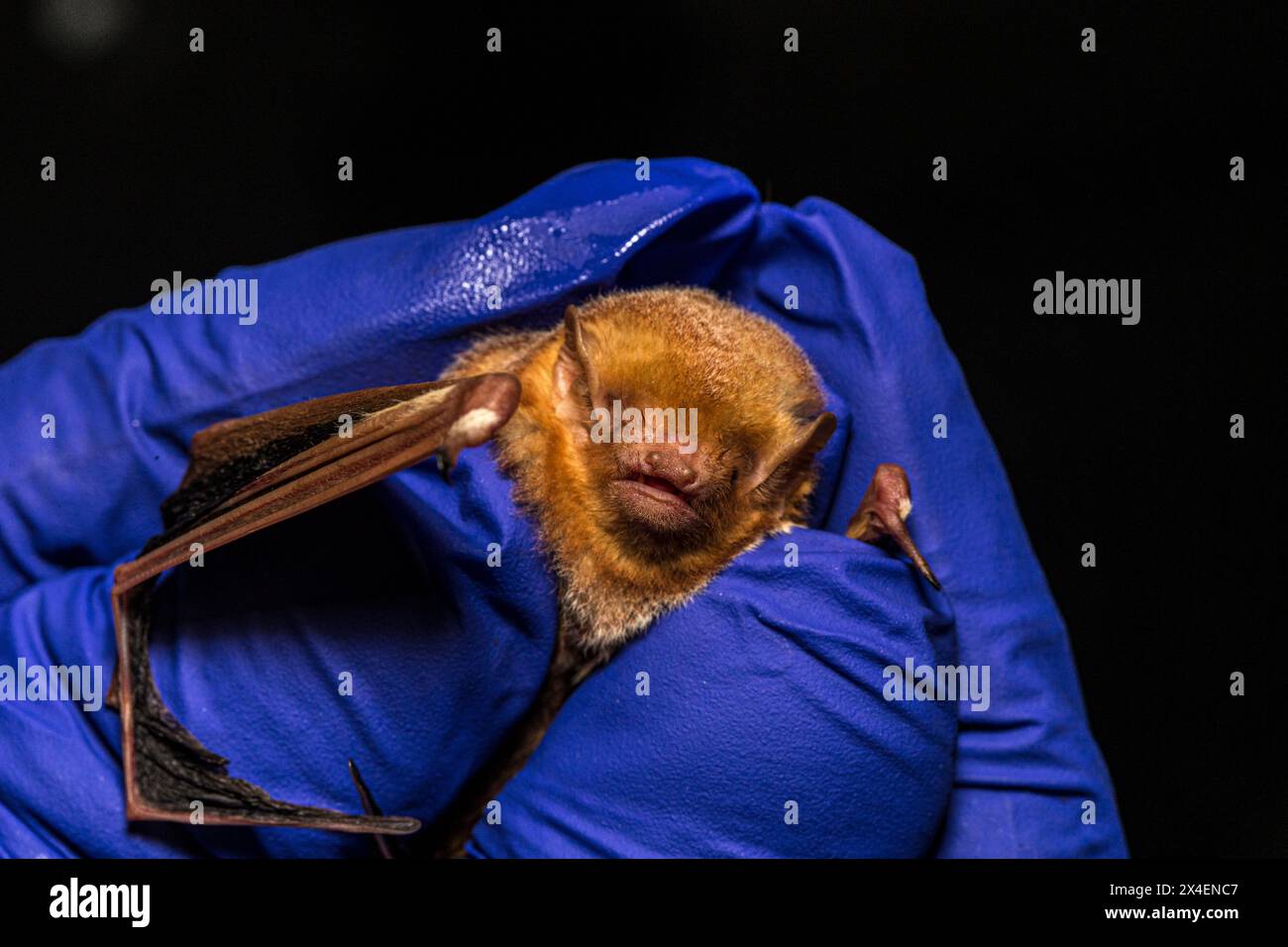 A Seminole bat is examined measured and marked, then released Stock ...