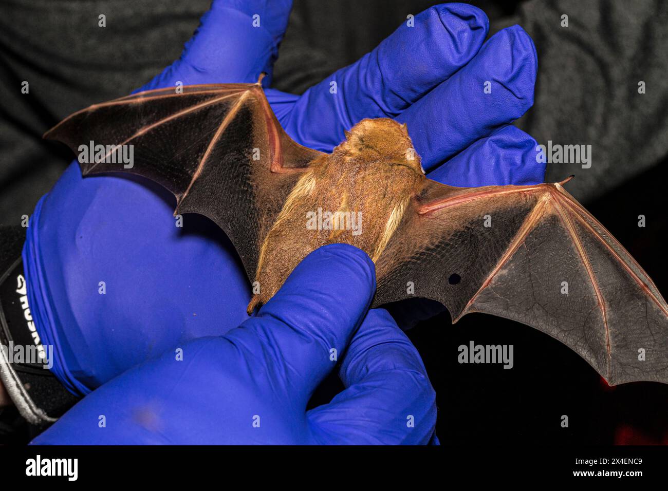 A Seminole bat is examined measured and marked, then released Stock ...