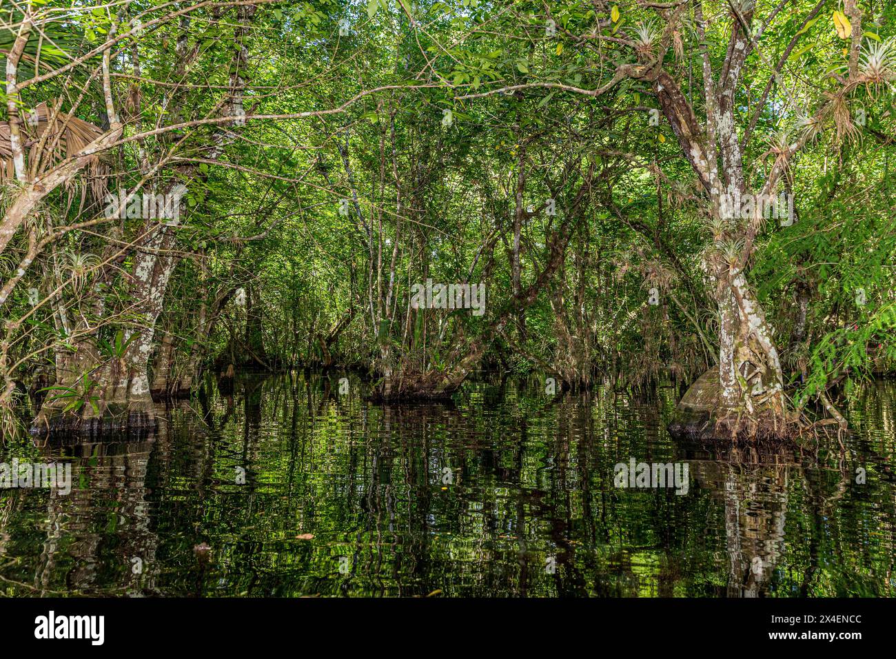 A forest of pop ash and pond apple grow in the swamps of south Florida ...