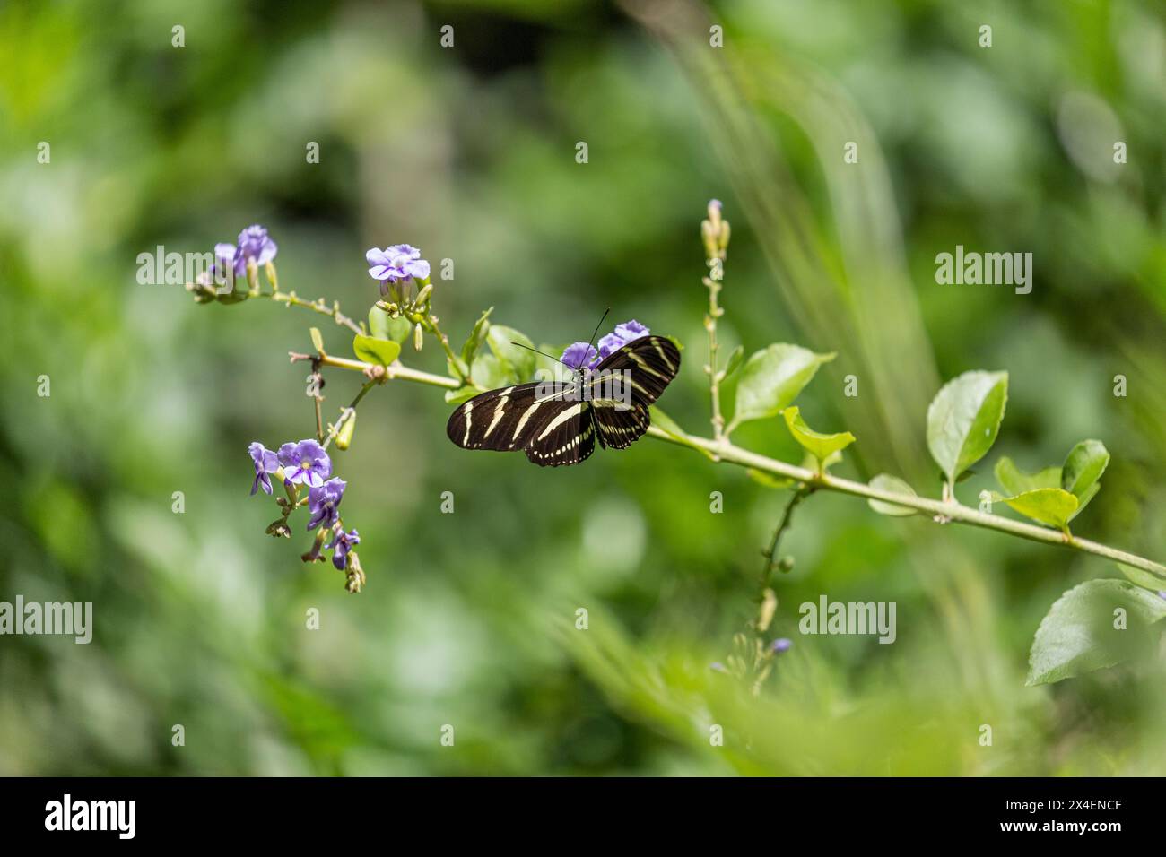 The zebra longwing butterfly perches on flowers in south Florida. State ...