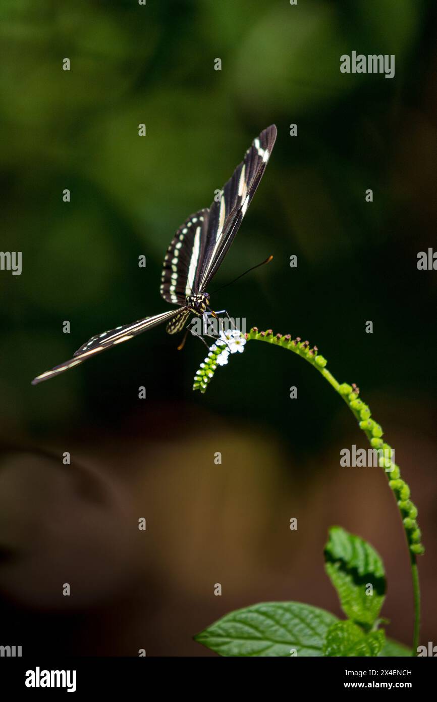 The zebra longwing butterfly perches on flowers in south Florida. State ...