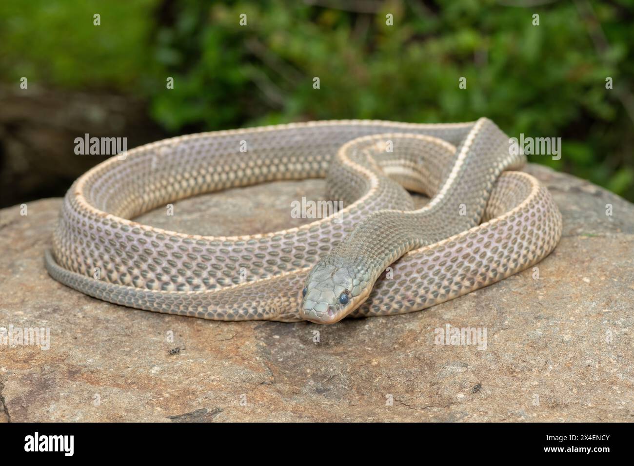 Common file snake hi-res stock photography and images - Alamy