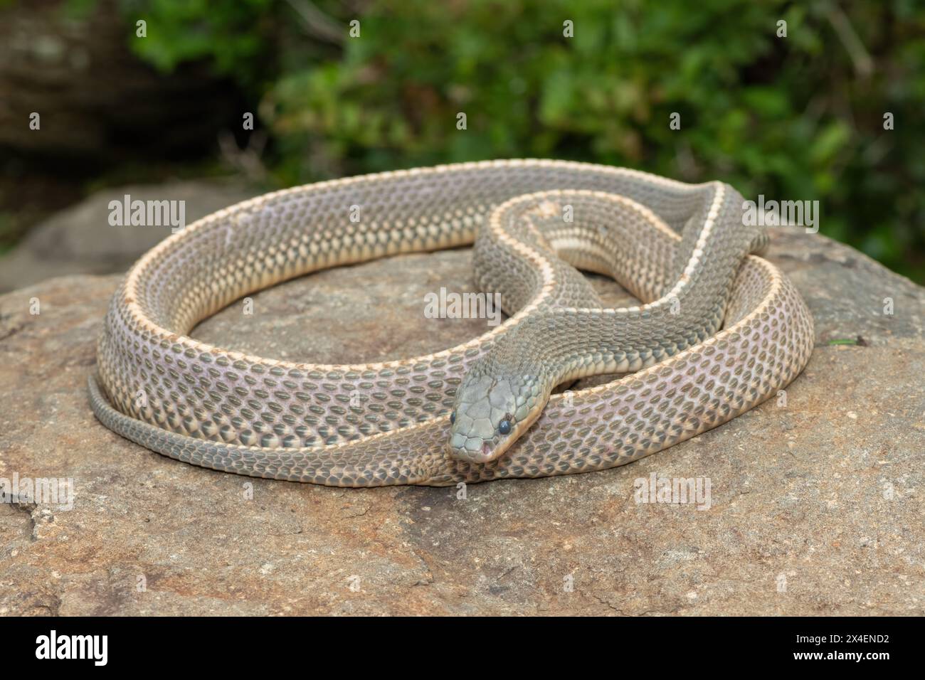 File snake hi-res stock photography and images - Alamy