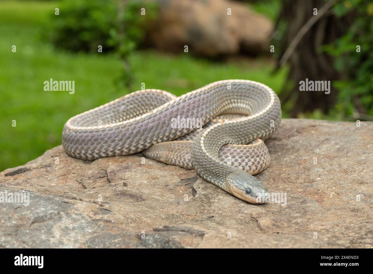 File snake hi-res stock photography and images - Alamy