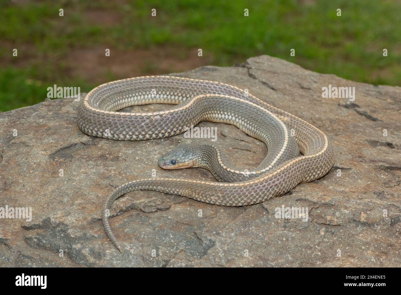 A wild Cape file snake (Limaformosa capensis), also known as the common ...