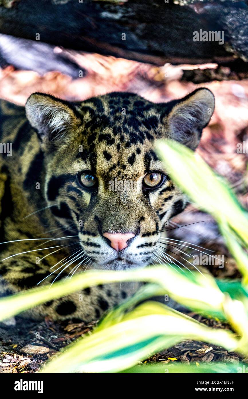 A young endangered clouded leopard Stock Photo - Alamy