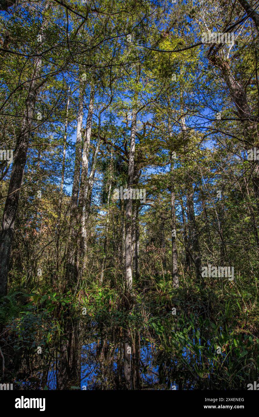 A forest of pop ash, pond apple and cypress grow in the swamps of south ...
