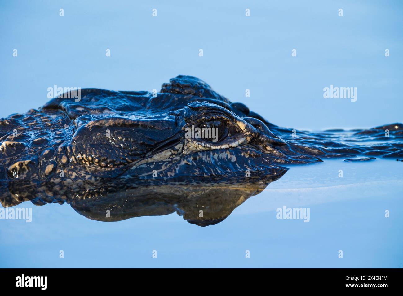 American alligator profile Stock Photo - Alamy