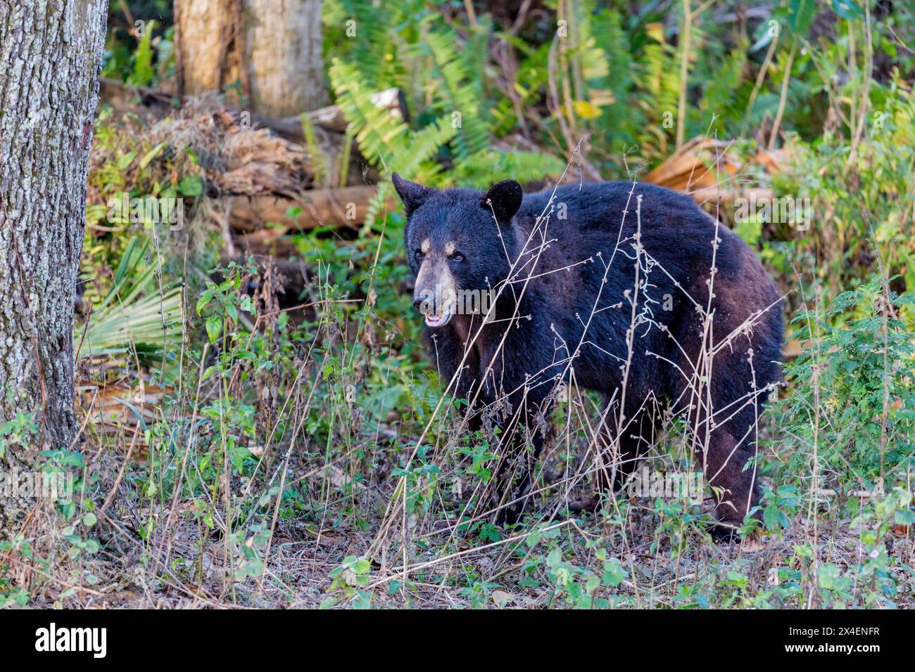 A Florida black bear stares Stock Photo - Alamy