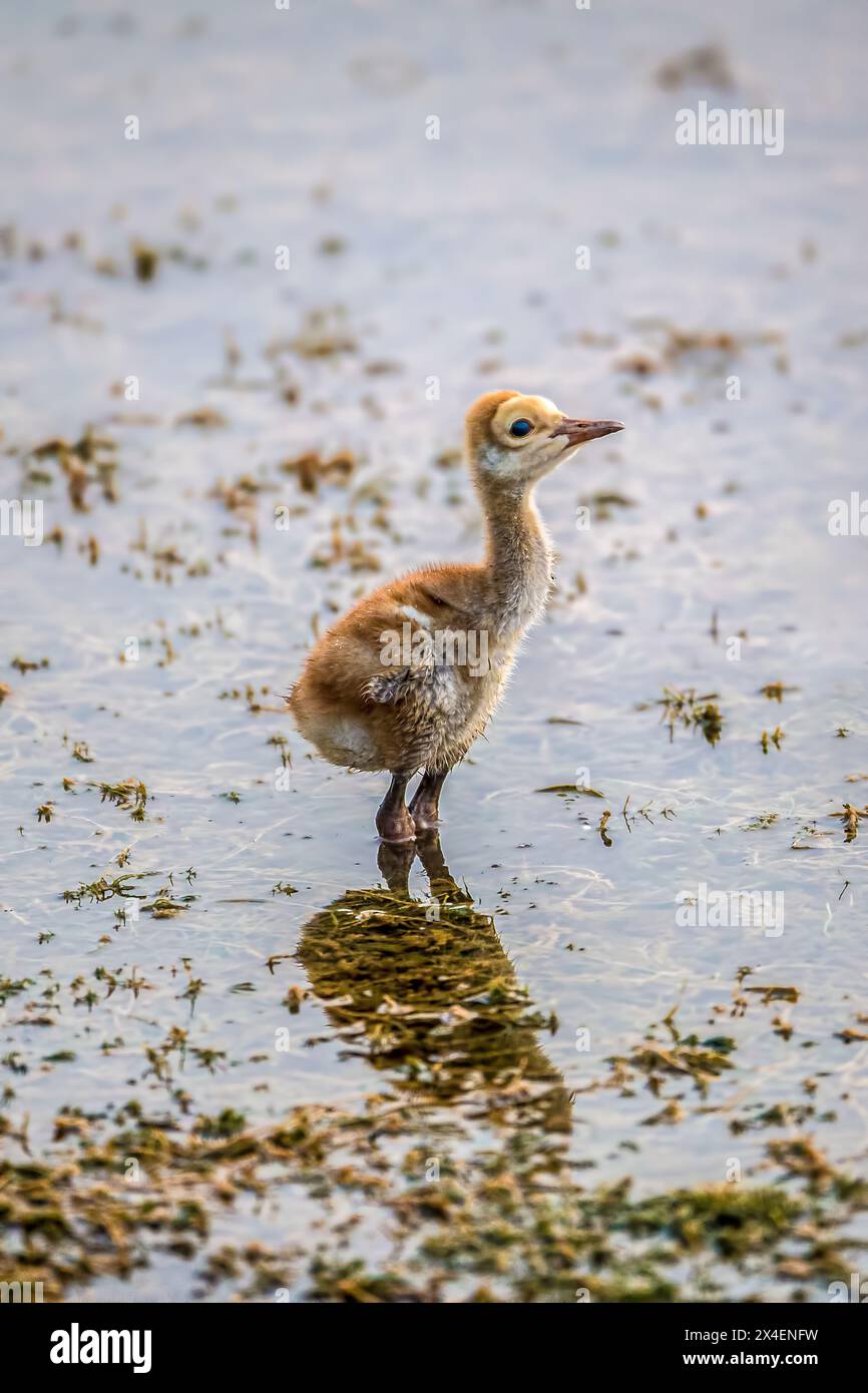 A foot-tall sandhill crane colt stands in shallow water Stock Photo - Alamy