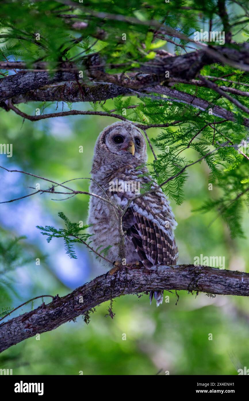 Barred owl in tree hi-res stock photography and images - Alamy