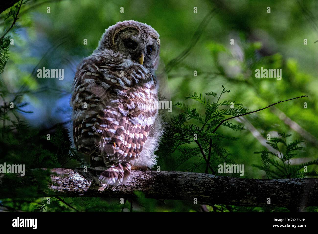 A fledgling barred owl roost in a cypress tree Stock Photo - Alamy